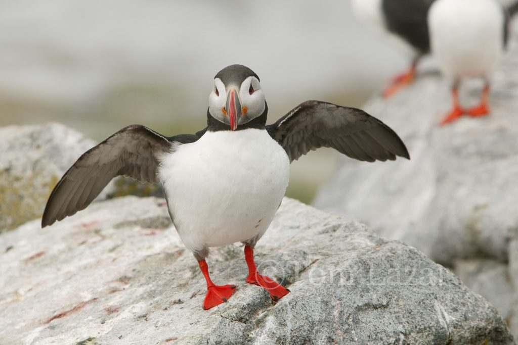 Birds Gallery - Lazar Art