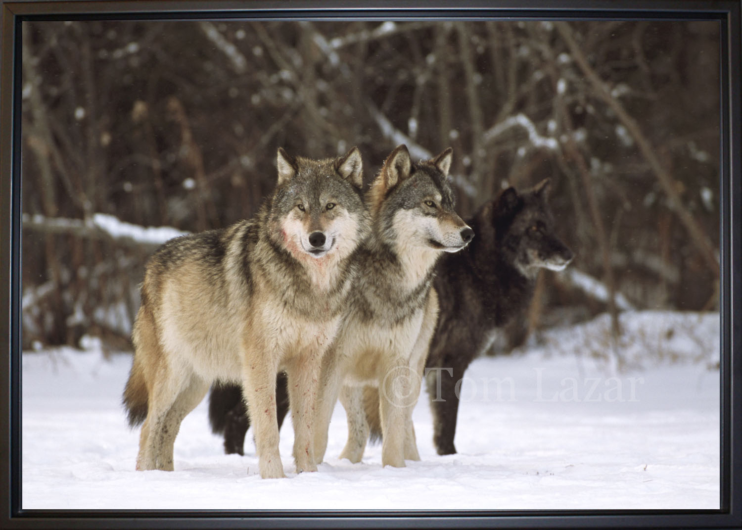 Wolf Pack - Lazar Art