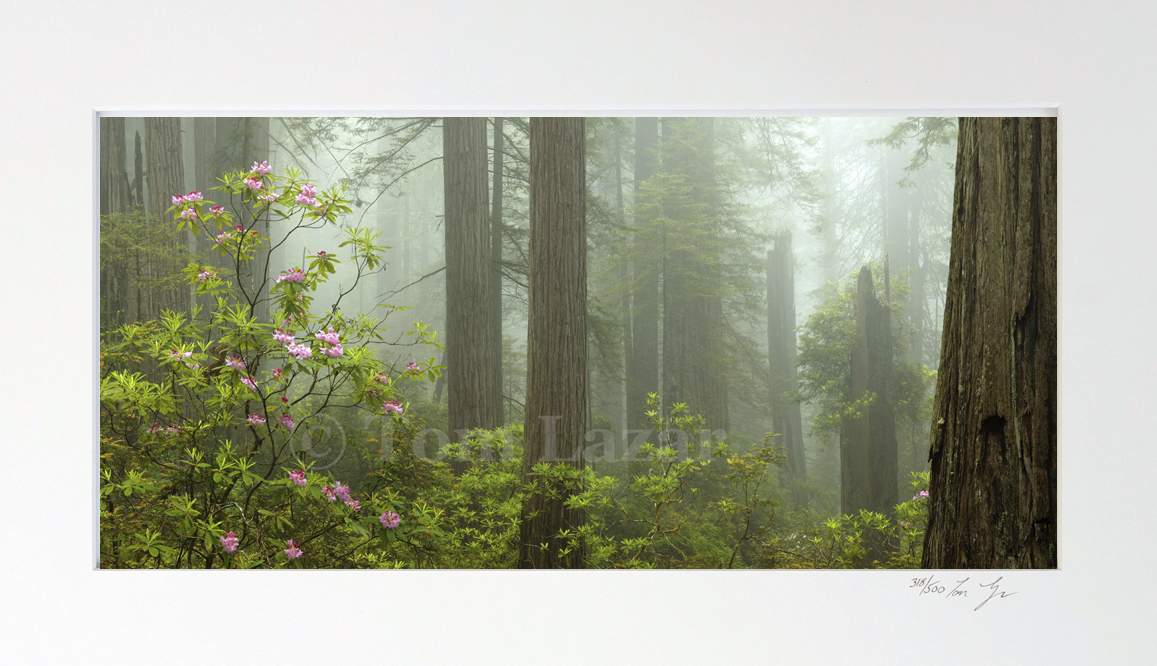 Generations - Lazar Art